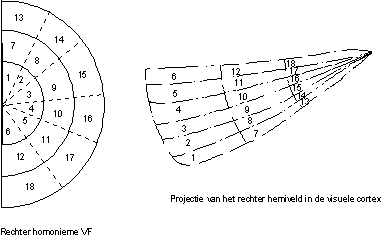 Anatomische samenhang van gezichtsvelddeffecten.